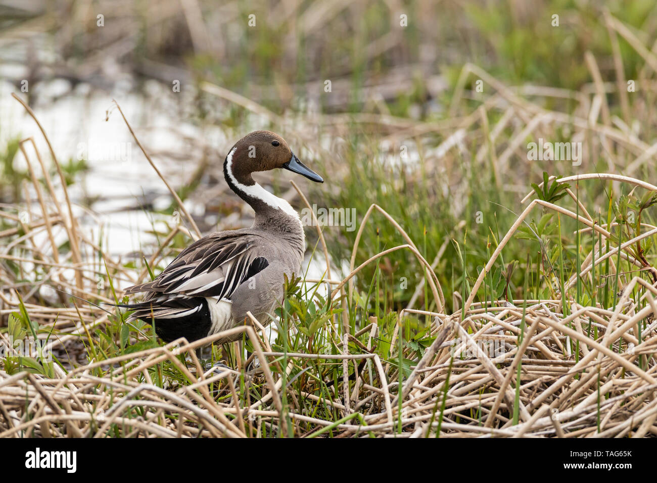 Pintail and alaska hi-res stock photography and images - Alamy