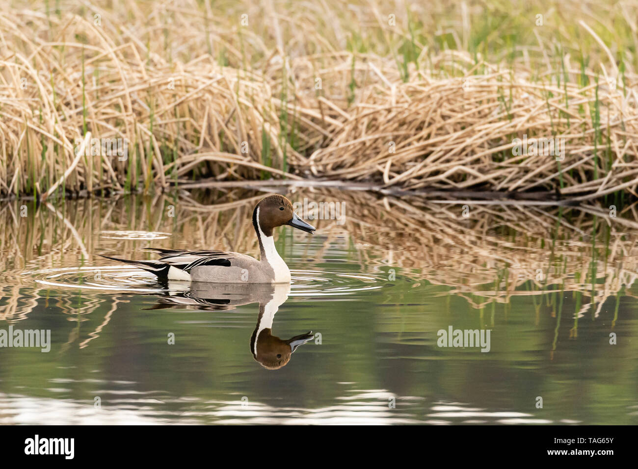 Pintail migration hi-res stock photography and images - Alamy