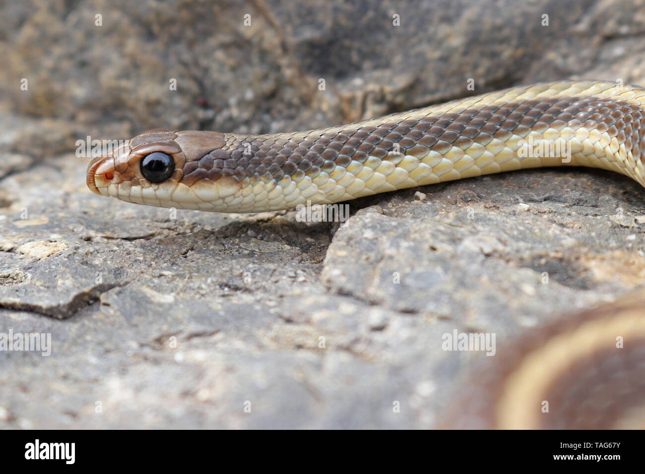 Patchnose snake hi-res stock photography and images - Alamy