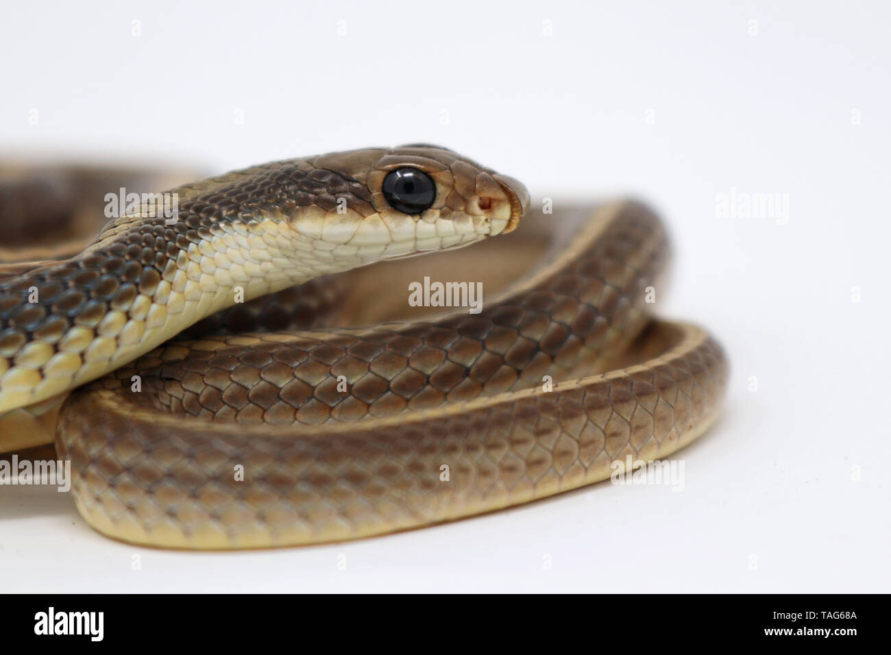 Patchnose snake hi-res stock photography and images - Alamy
