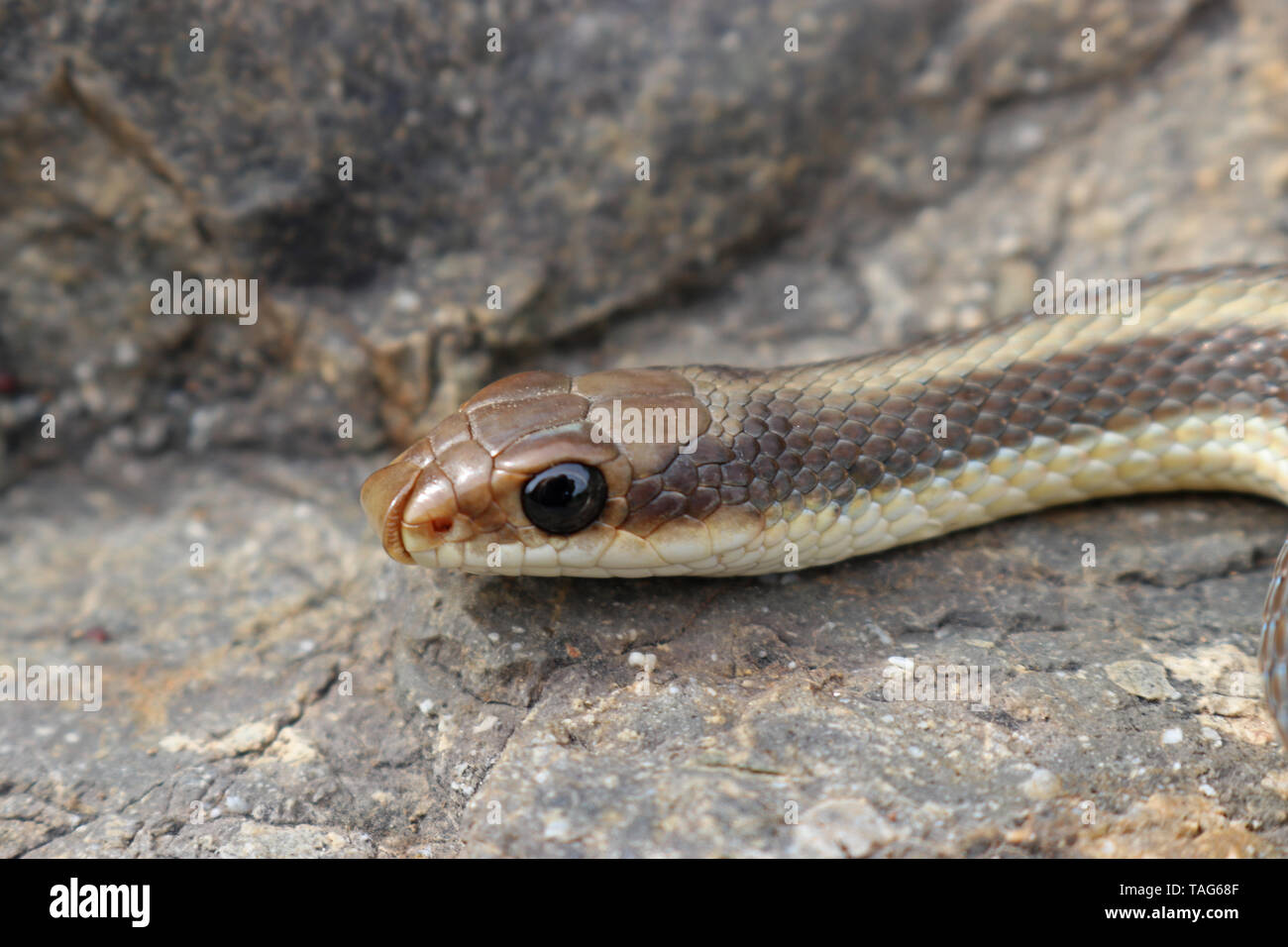 Coast Patch-nosed Snake (Salvadora hexalepis virgultea Stock Photo - Alamy