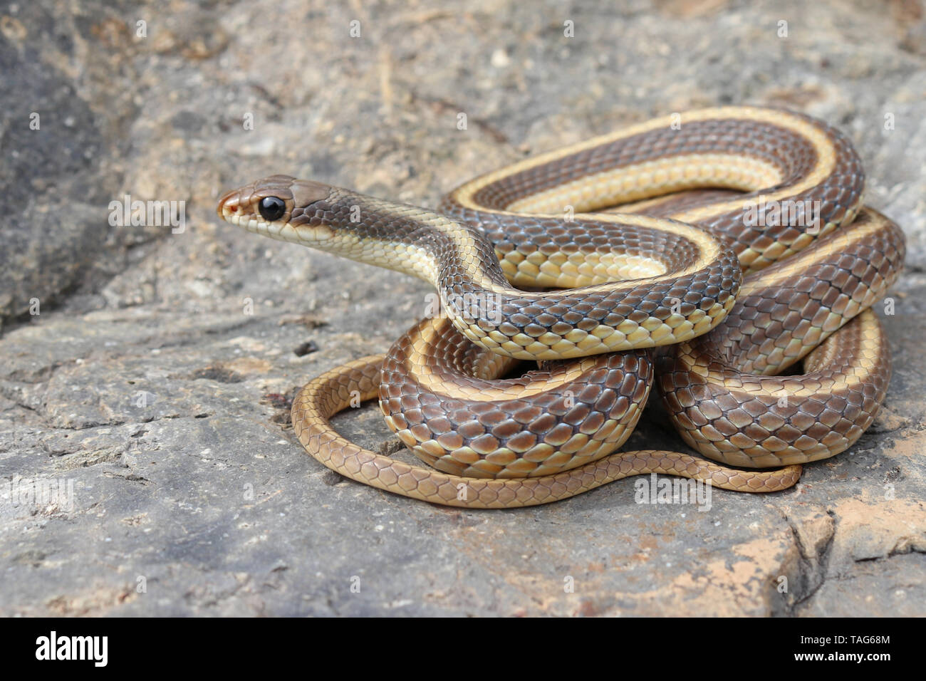 Patchnose snake hi-res stock photography and images - Alamy