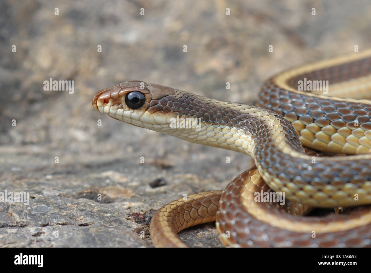 Coast Patch-nosed Snake (Salvadora hexalepis virgultea Stock Photo - Alamy