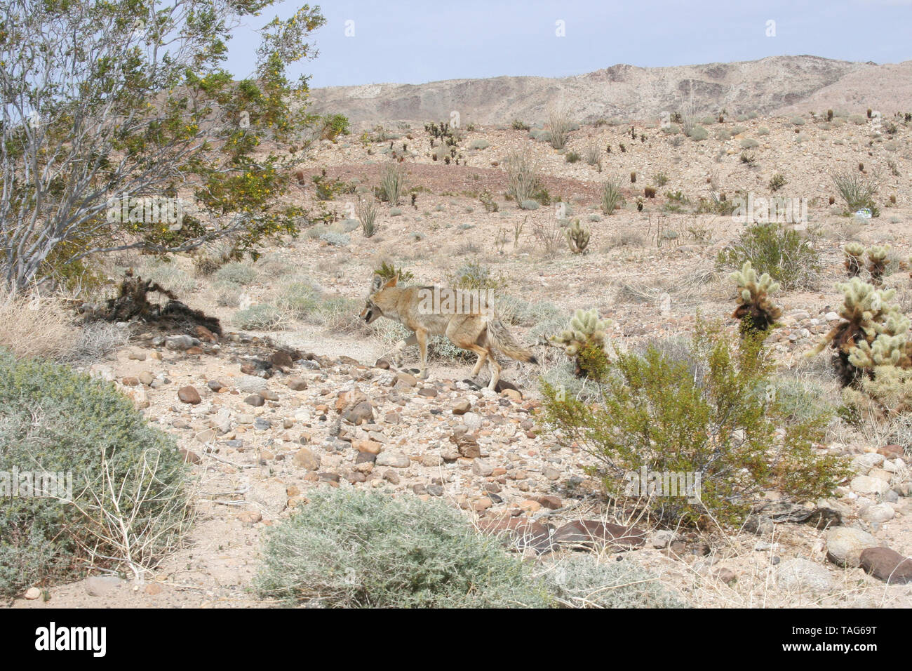 Coyote in the Desert in Southern California - Canis latrans Stock Photo ...