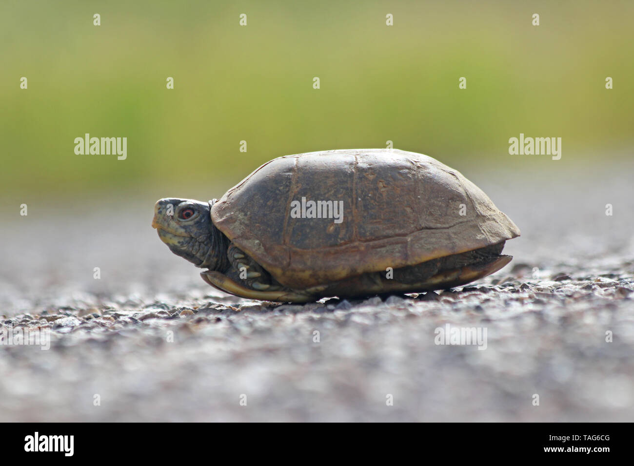 Desert Box Turtle (Terrapene ornata luteola) on road Stock Photo - Alamy