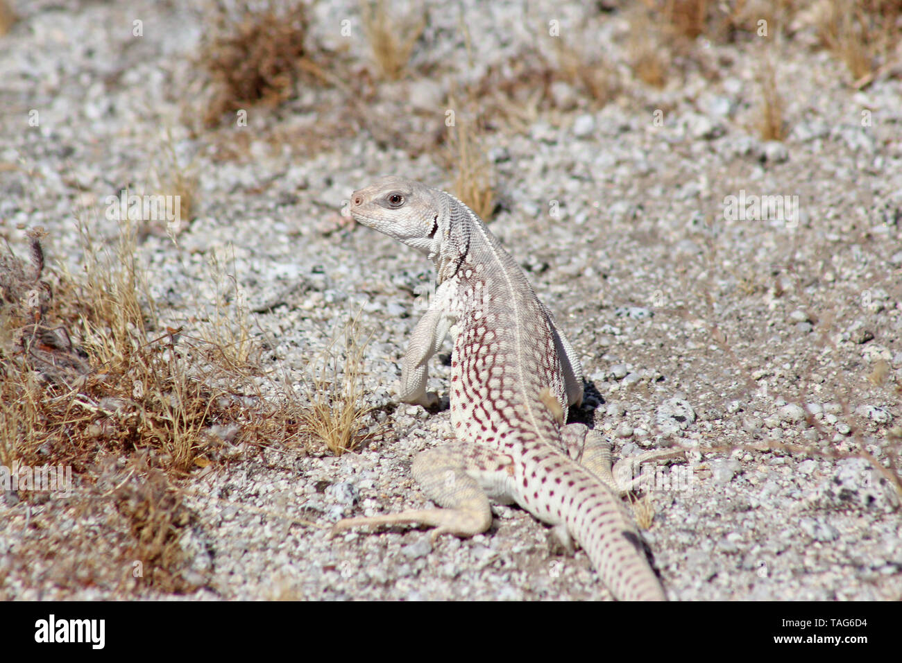 Desert Iguana Lizard (Dipsosaurus dorsalis dorsalis Stock Photo - Alamy