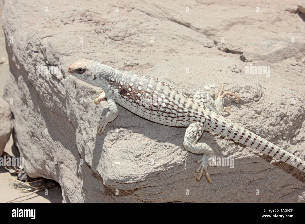 Desert Iguana Lizard (Dipsosaurus dorsalis dorsalis Stock Photo - Alamy