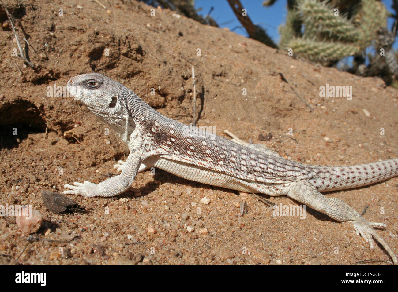 Desert Iguana Lizard (Dipsosaurus dorsalis dorsalis Stock Photo - Alamy