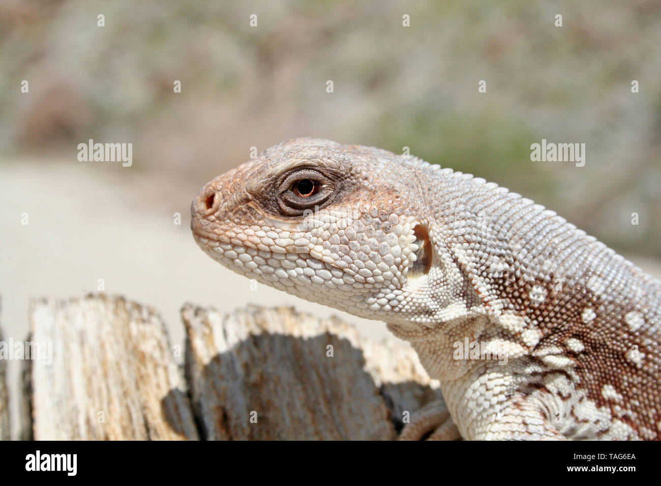 Desert Iguana Lizard (Dipsosaurus dorsalis dorsalis Stock Photo - Alamy