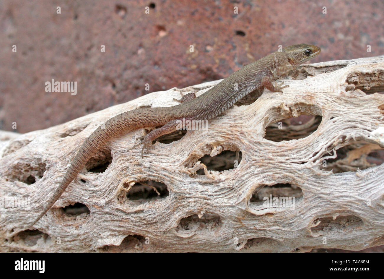 Desert Night Lizard (Xantusia vigilis Stock Photo - Alamy