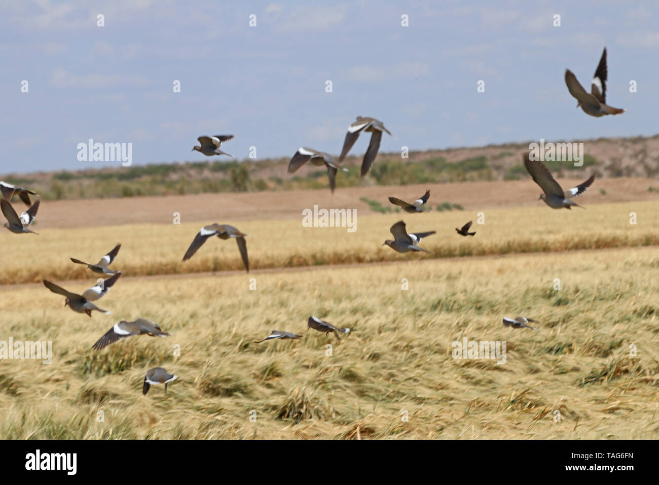 White doves flying hi-res stock photography and images - Alamy