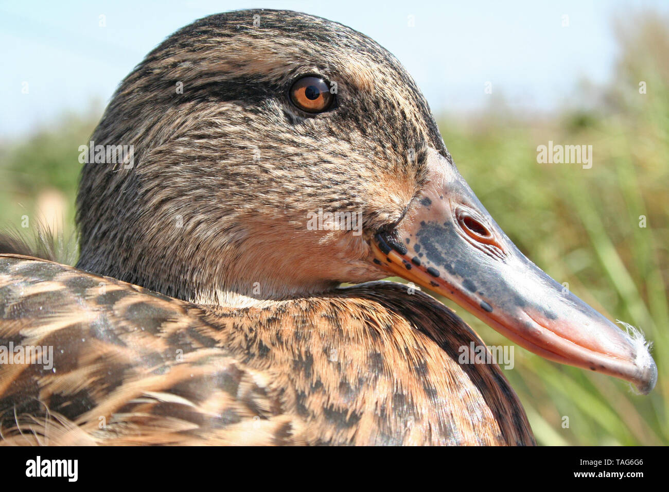 American mallard ducks hi-res stock photography and images - Alamy