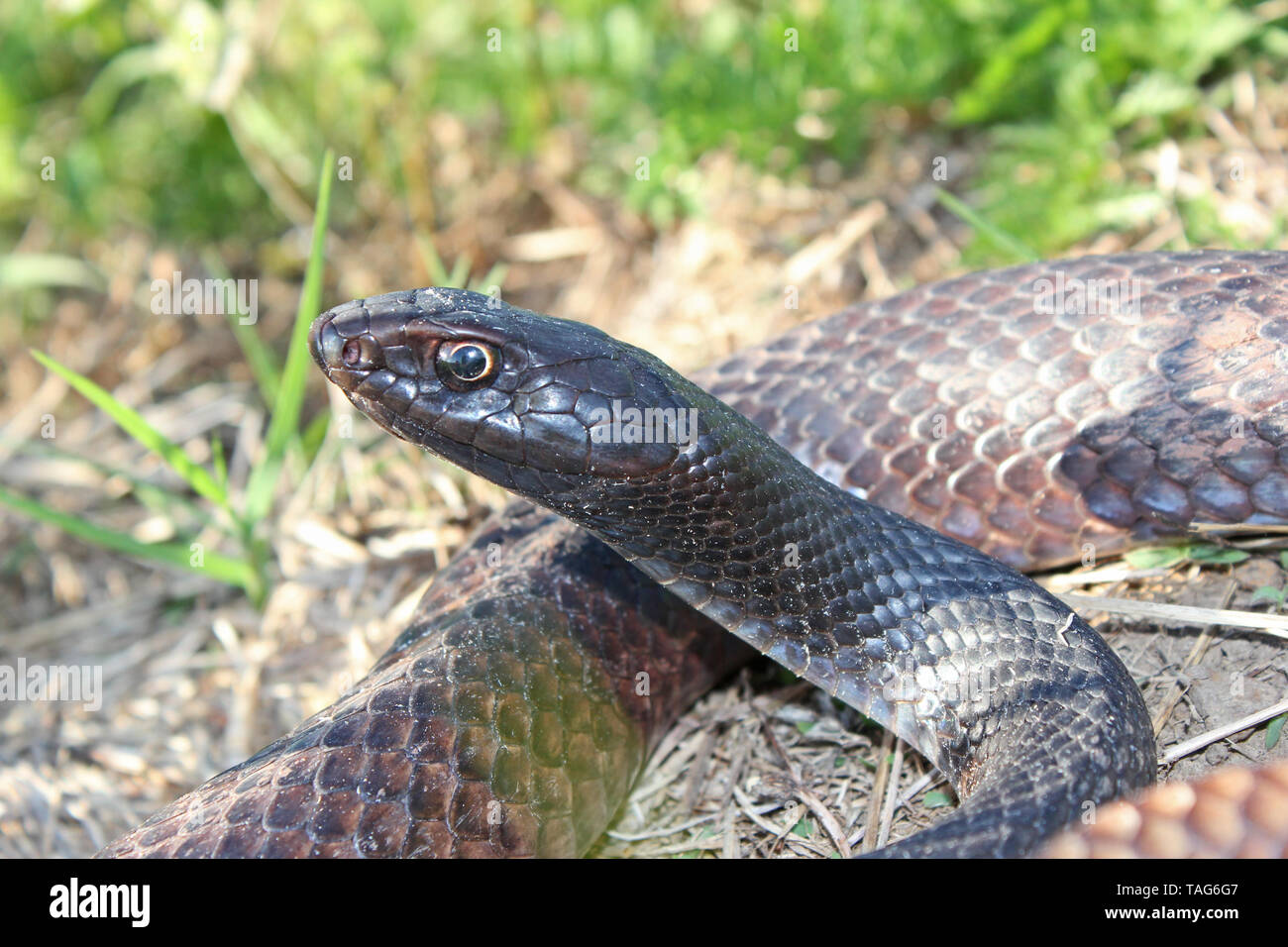 Coachwhip snake hi-res stock photography and images - Alamy