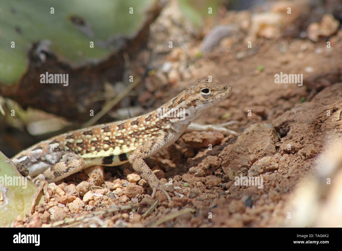Elegant Earless Lizard (Holbrookia elegans Stock Photo - Alamy