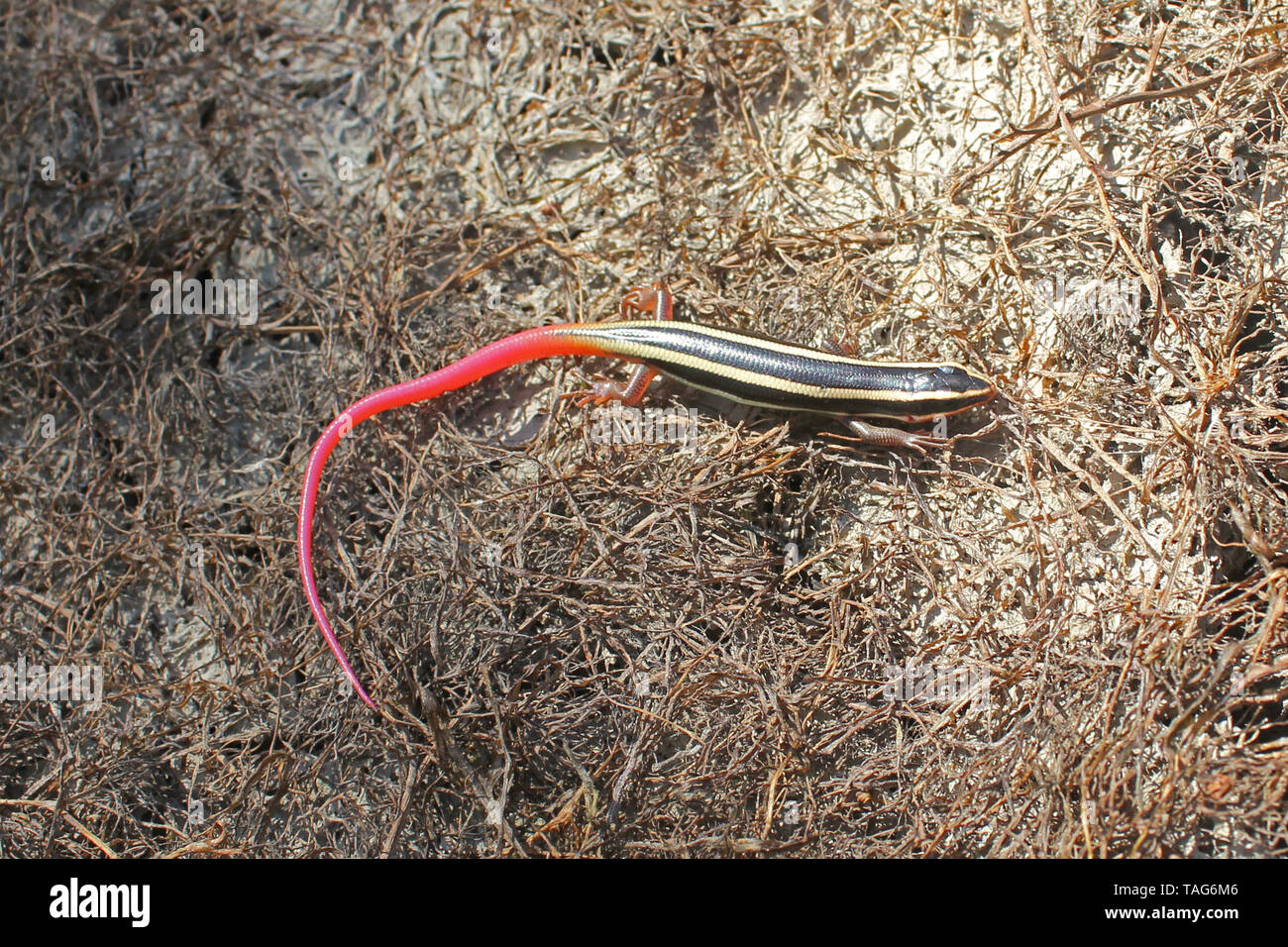 Gilberts skink hi-res stock photography and images - Alamy