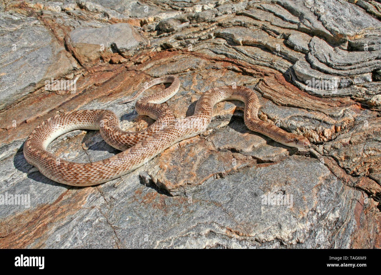 Desert Glossy Snake Arizona elegans eburnata Stock Photo - Alamy