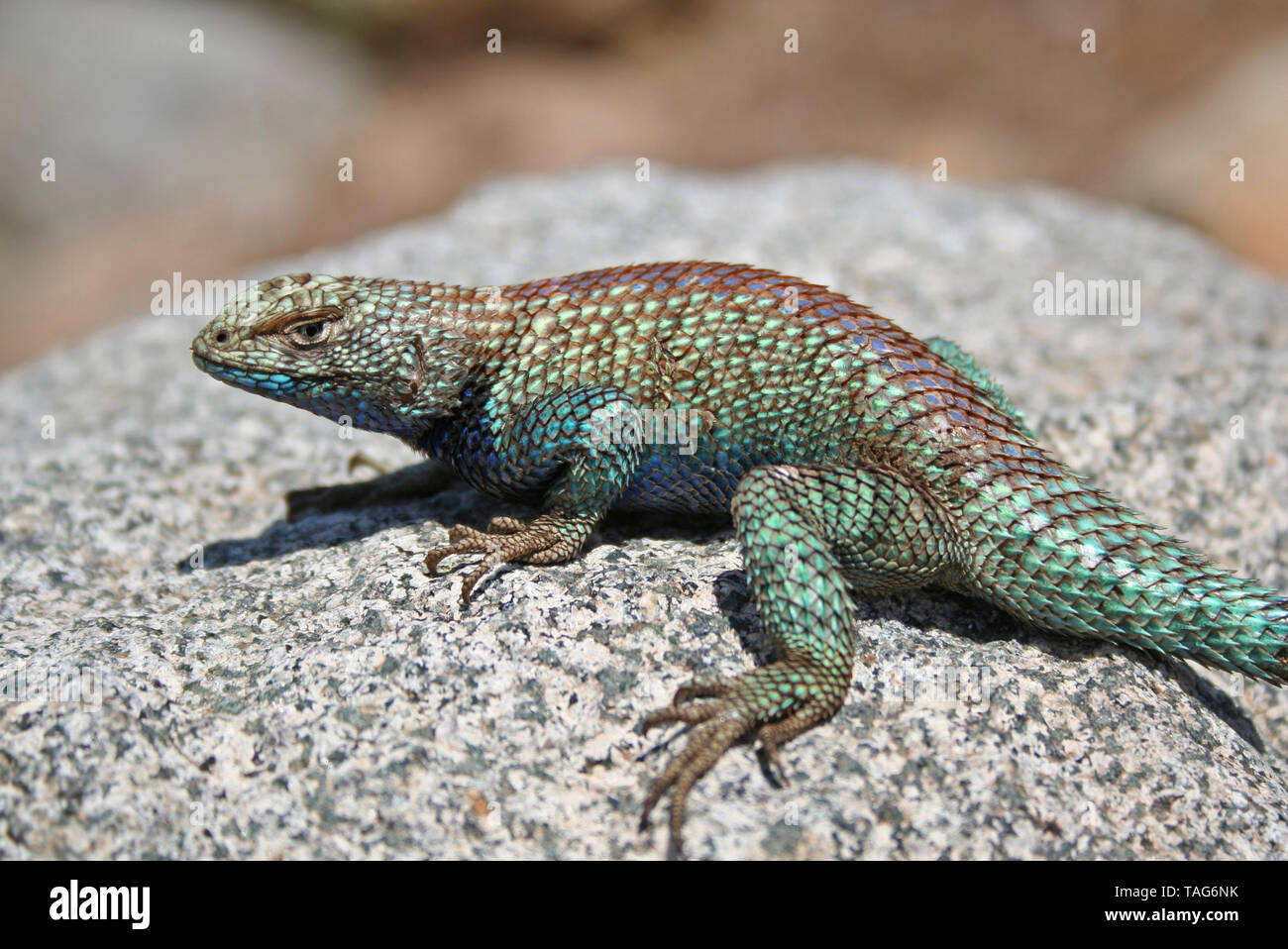 Real Colorful Reptiles