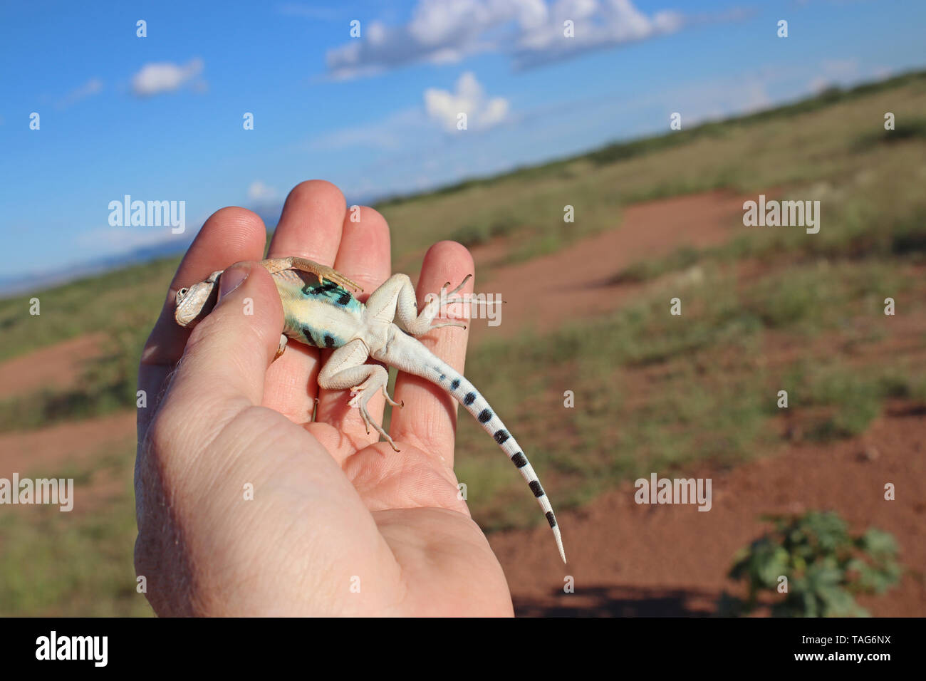 Greater Earless Lizard (Cophosaurus texanus) in Hand Stock Photo - Alamy