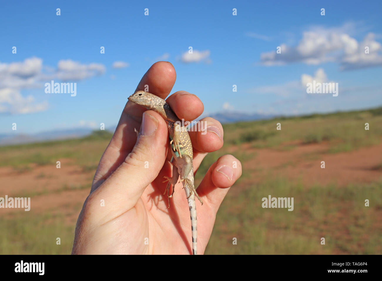 Greater Earless Lizard (Cophosaurus texanus Stock Photo - Alamy