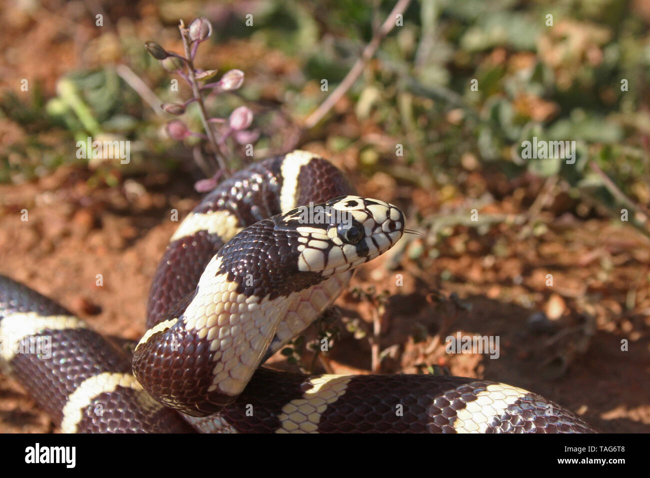 California Kingsnake (Lampropeltis californiae Stock Photo - Alamy