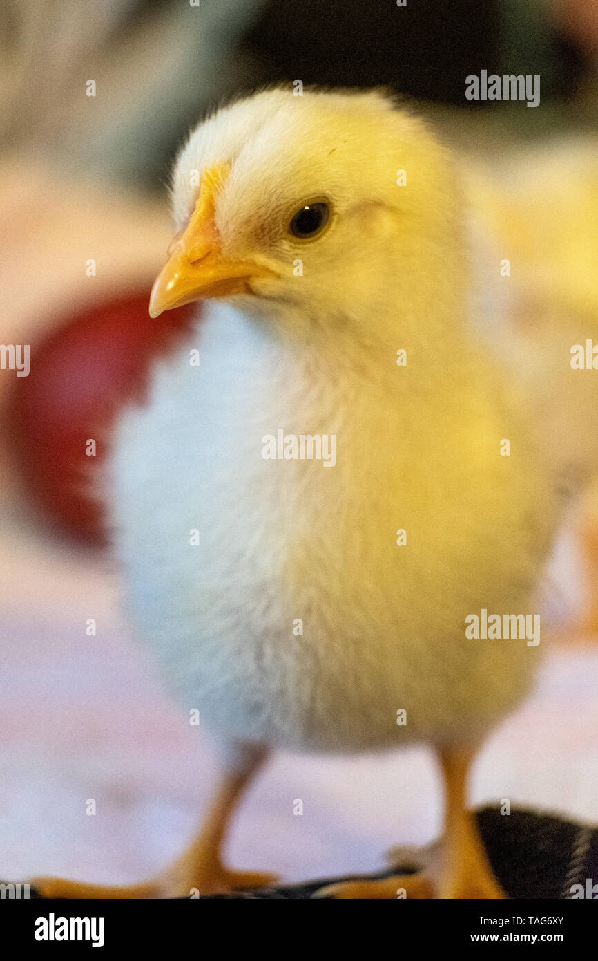 One week old chicken hi-res stock photography and images - Alamy