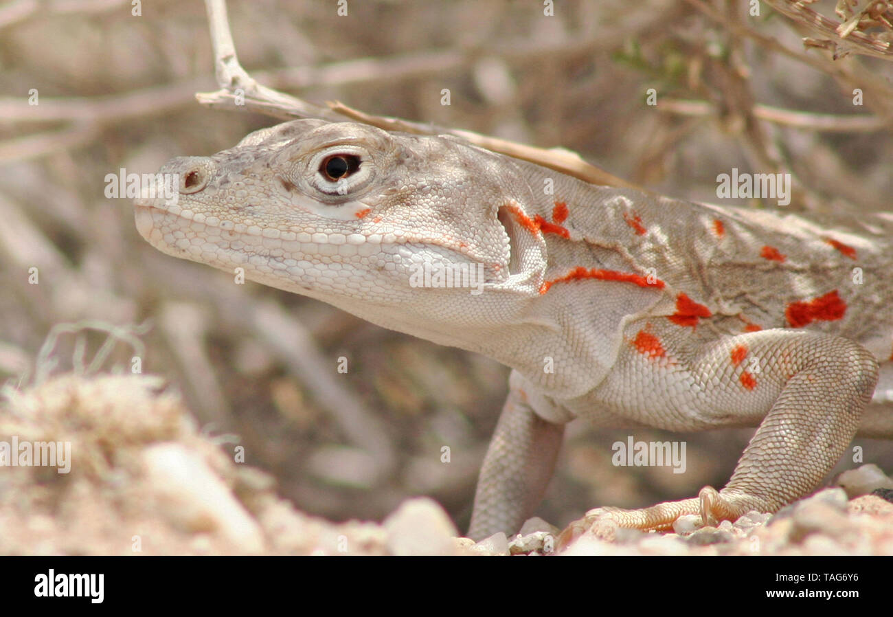 Long-nosed Leopard Lizard (Gambelia wislizenii Stock Photo - Alamy