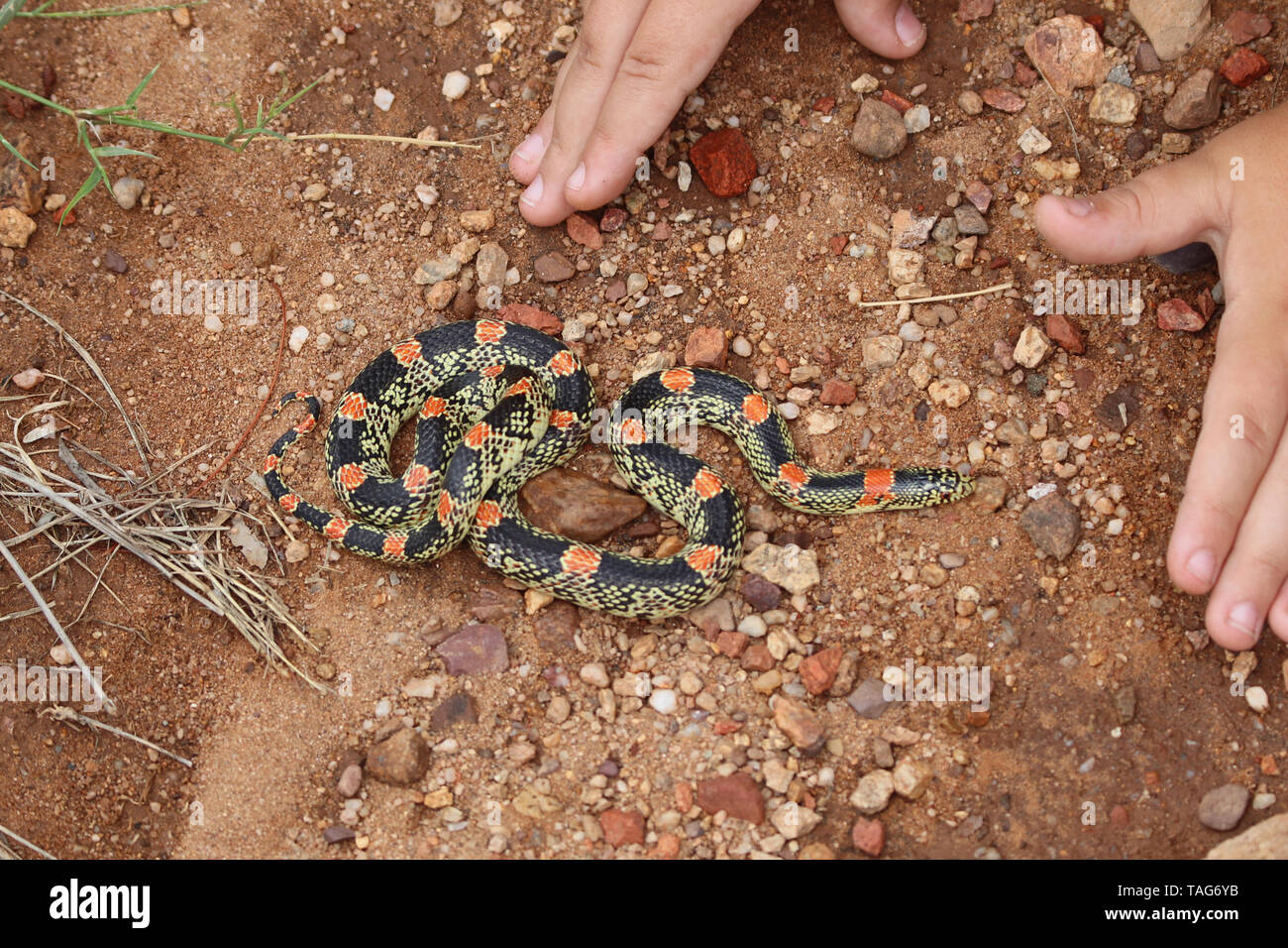 Rhinocheilus lecontei snake hi-res stock photography and images - Alamy