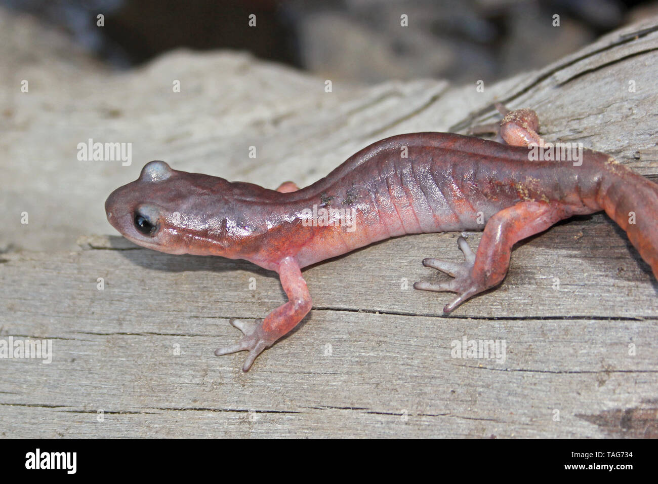 Monterey Ensatina Salamander (Ensatina eschscholtzii Stock Photo - Alamy