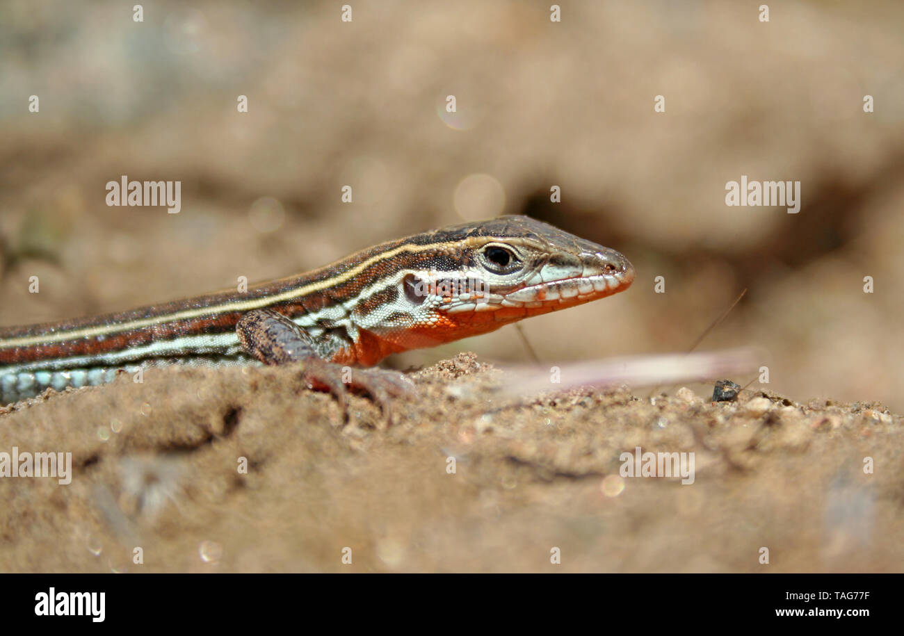 Whiptail lizard hi-res stock photography and images - Alamy
