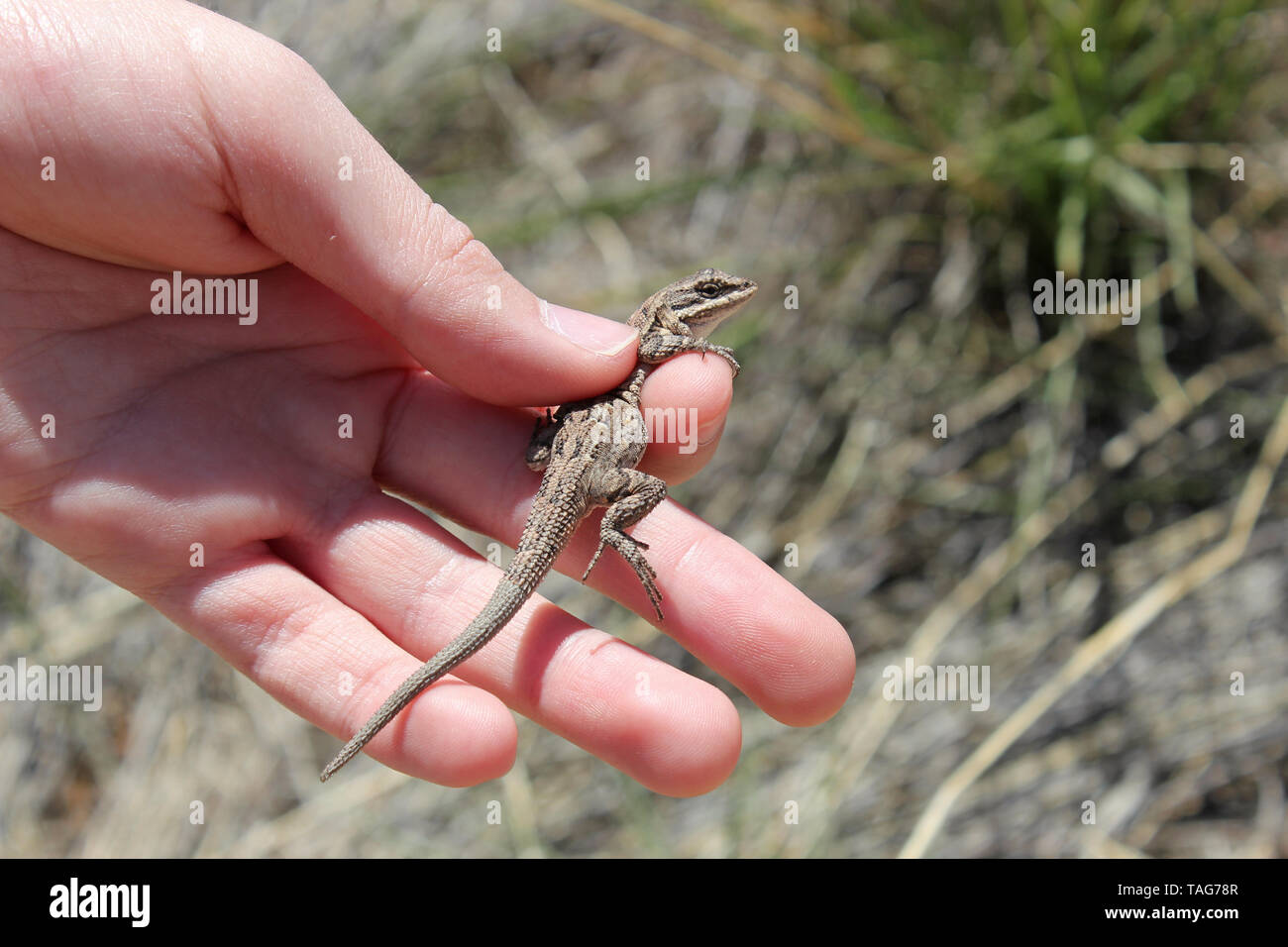 Ornate Tree Lizard (Urosaurus ornatus Stock Photo - Alamy