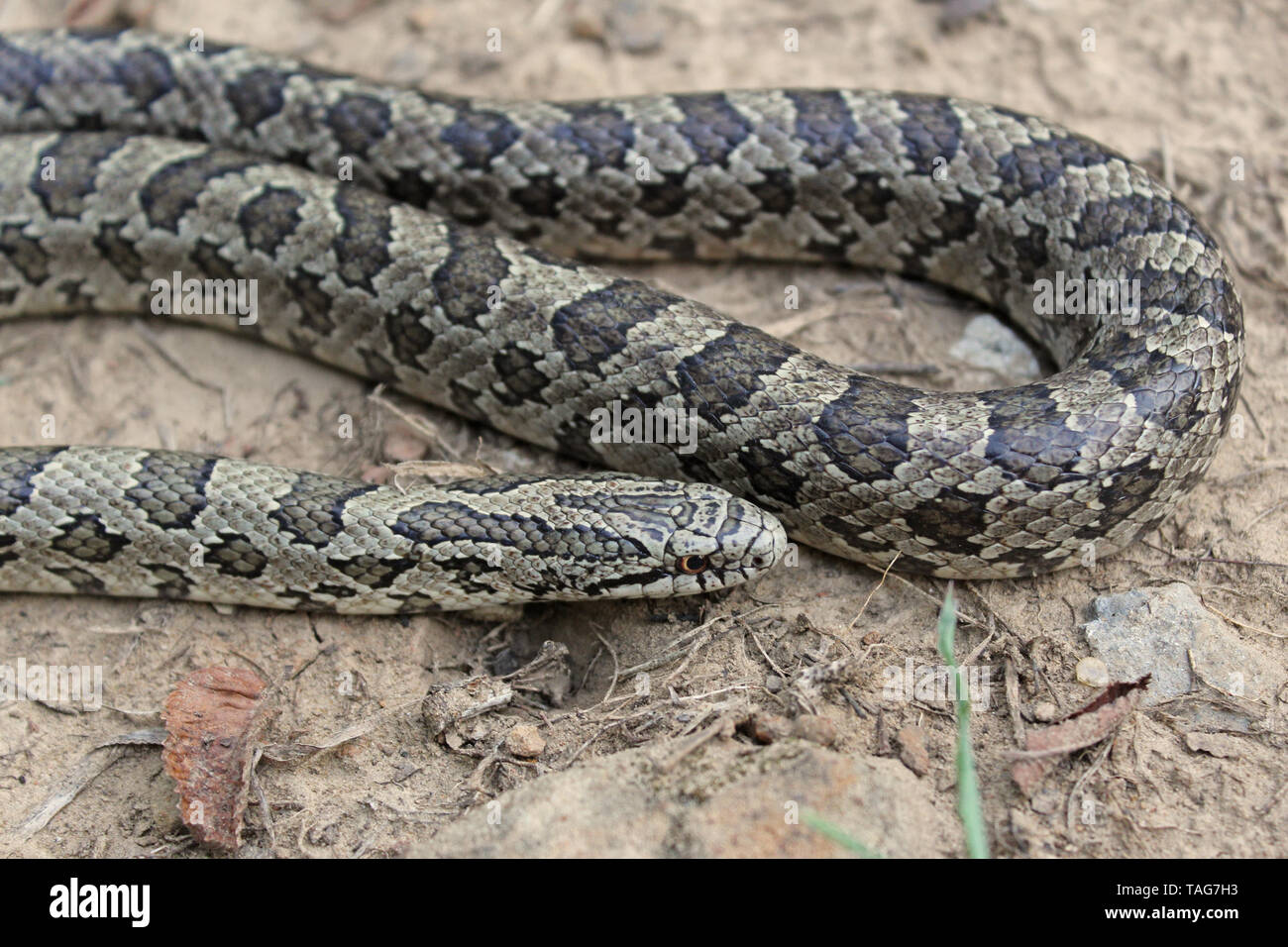 Juvenile King Snake