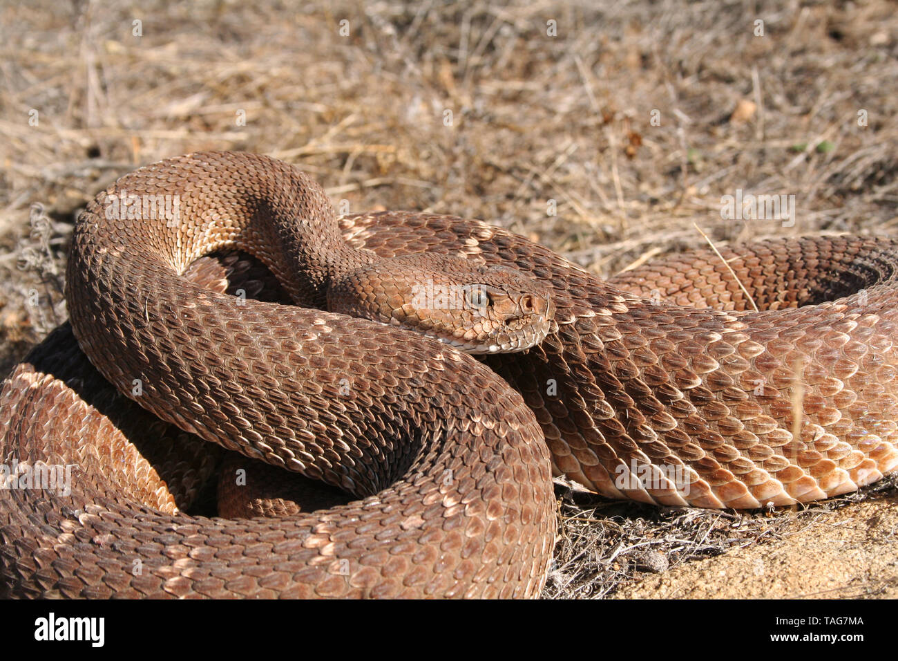 Red Diamond Rattlesnake (Crotalus ruber Stock Photo - Alamy