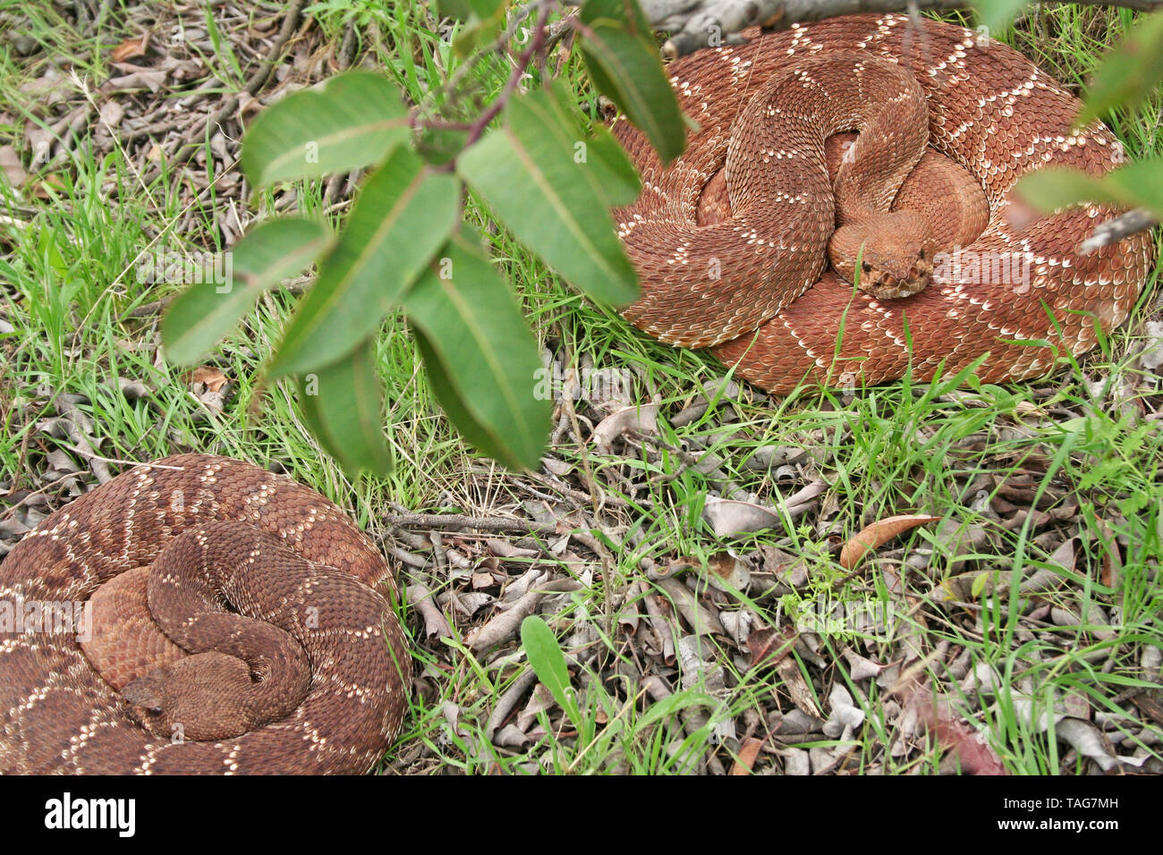 Red Diamond Rattlesnake (Crotalus ruber Stock Photo - Alamy