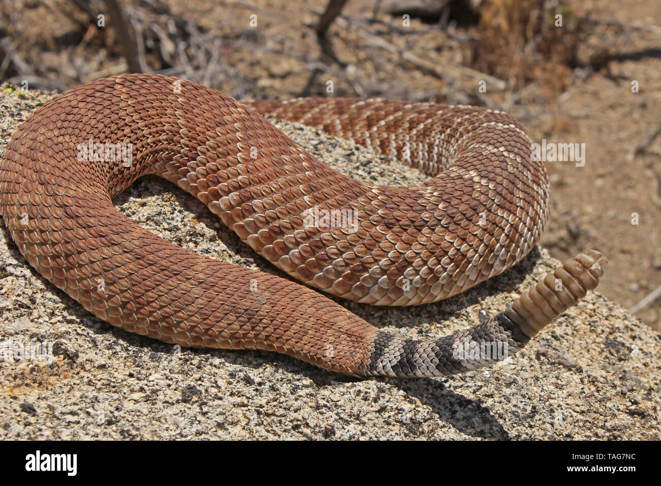 Red Diamond Rattlesnake (Crotalus ruber Stock Photo - Alamy