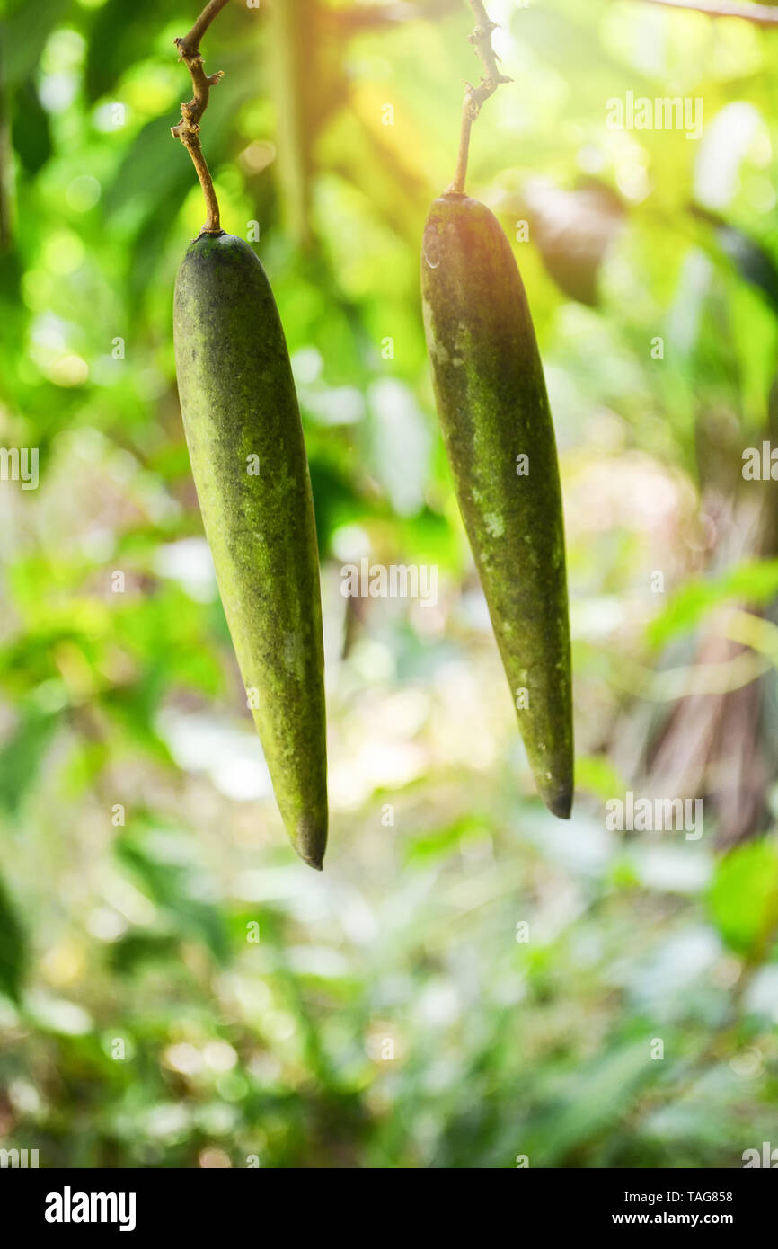 Fruit of Gymnema inodorum Lour Decne on tree / Gymnema sylvestre herbal ...