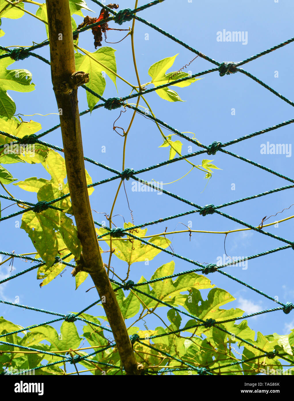 plant vine of gac fruit in farm with net on sky background Stock Photo ...