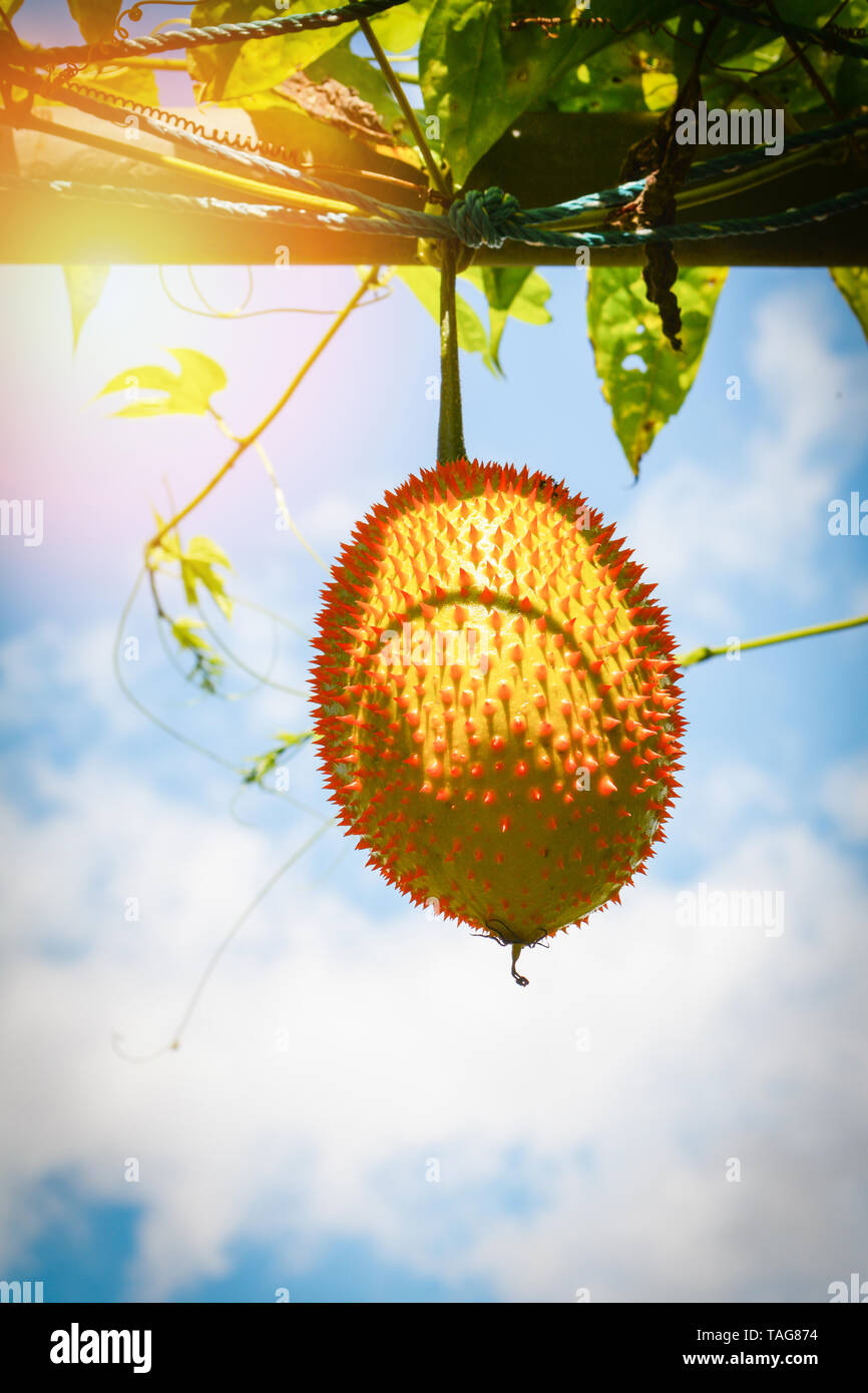 Ripe gac fruit hang on vine in farm / Other names Baby jackfruit ...