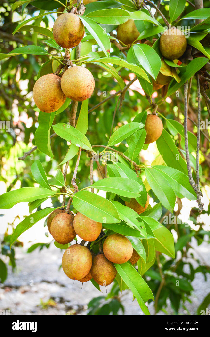 Group of sapodilla fruits hi-res stock photography and images - Alamy