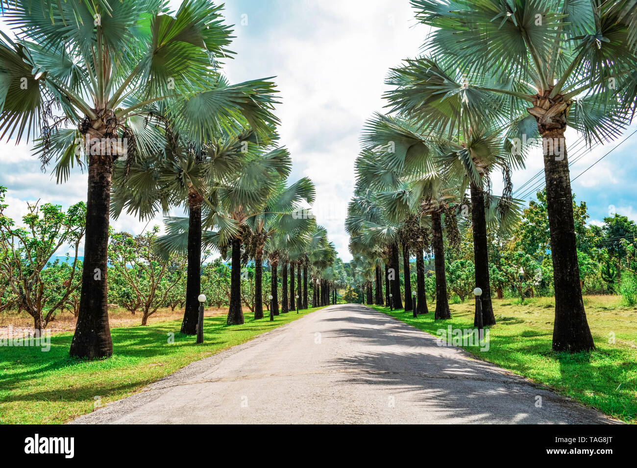 Palm trees roadside in the park garden with road on bright day and blue ...