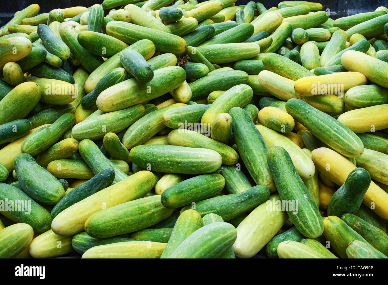 Pile of fresh cucumber harvest from organic vegetable garden farm ...