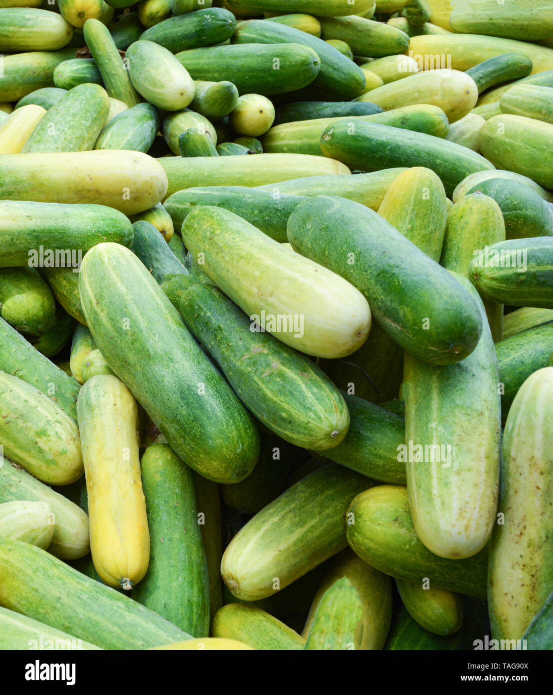 Pile of fresh cucumber harvest from organic vegetable garden farm ...