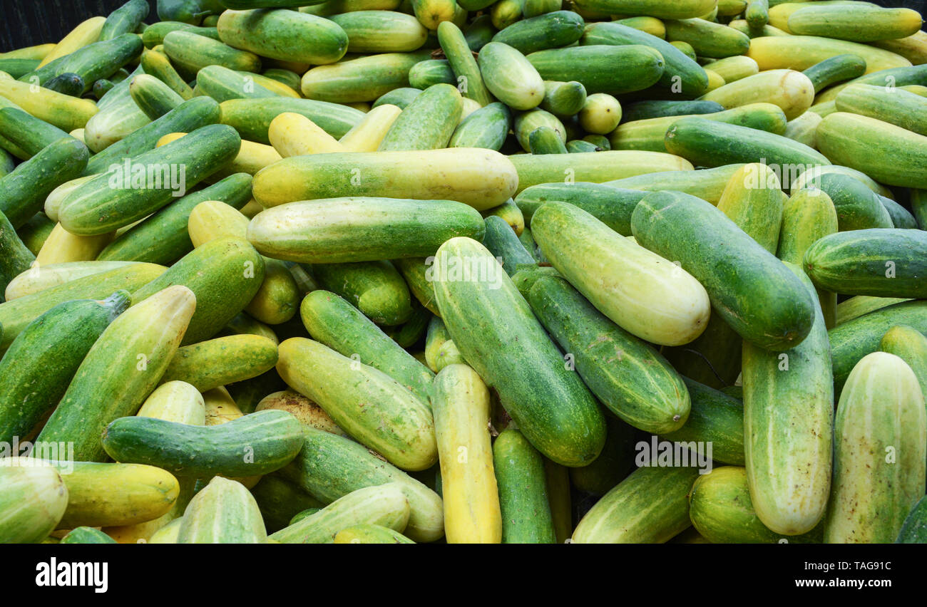 Pile of fresh cucumber harvest from organic vegetable garden farm ...