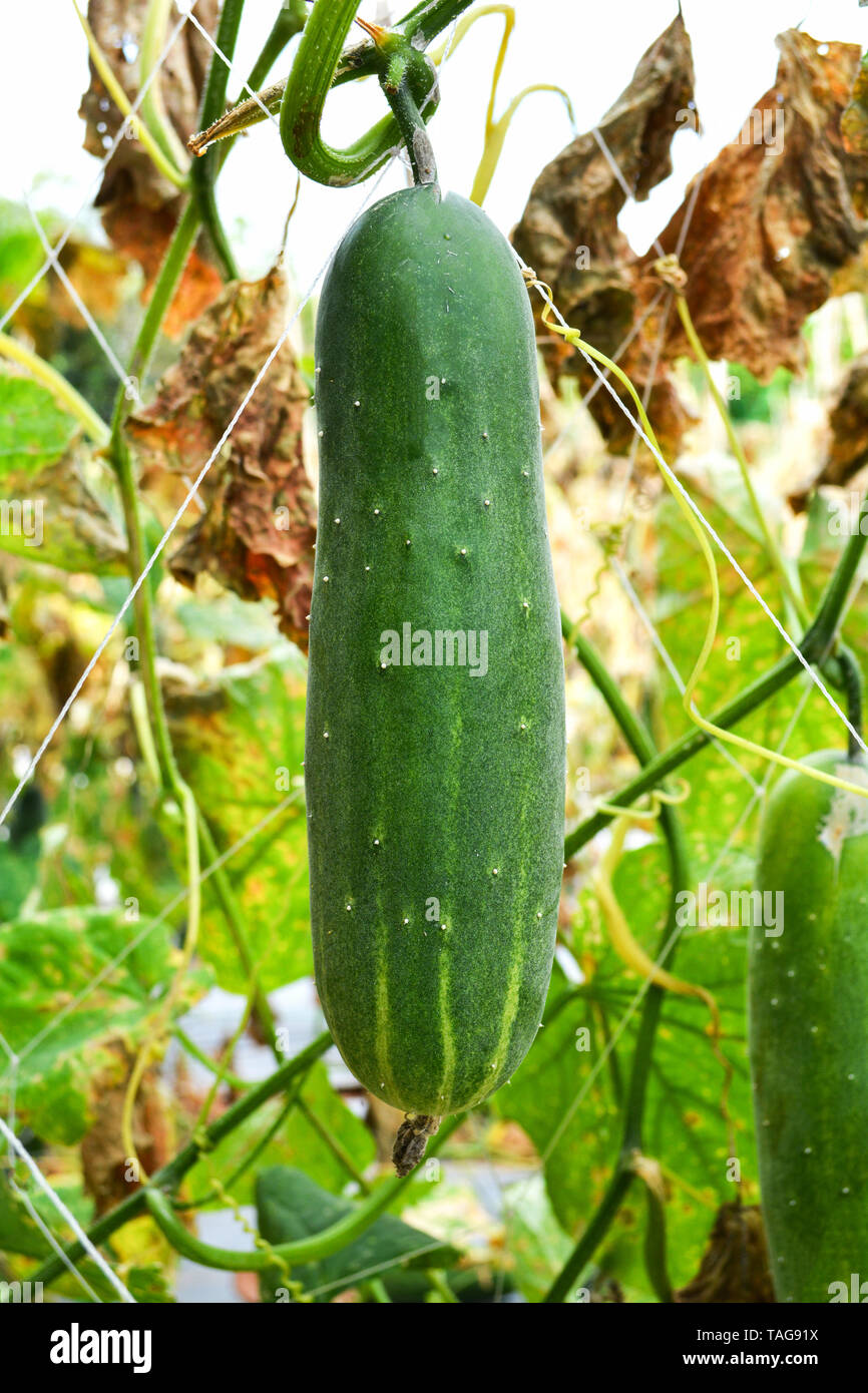 Fresh green cucumber growing on plant vine tree on organic vegetable ...