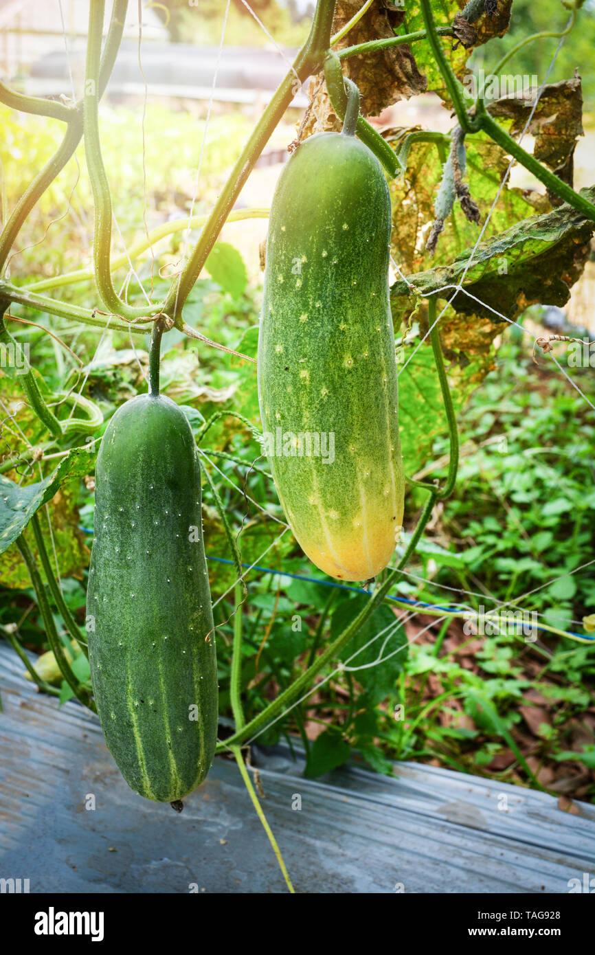 Fresh green cucumber growing on plant vine tree on organic vegetable ...