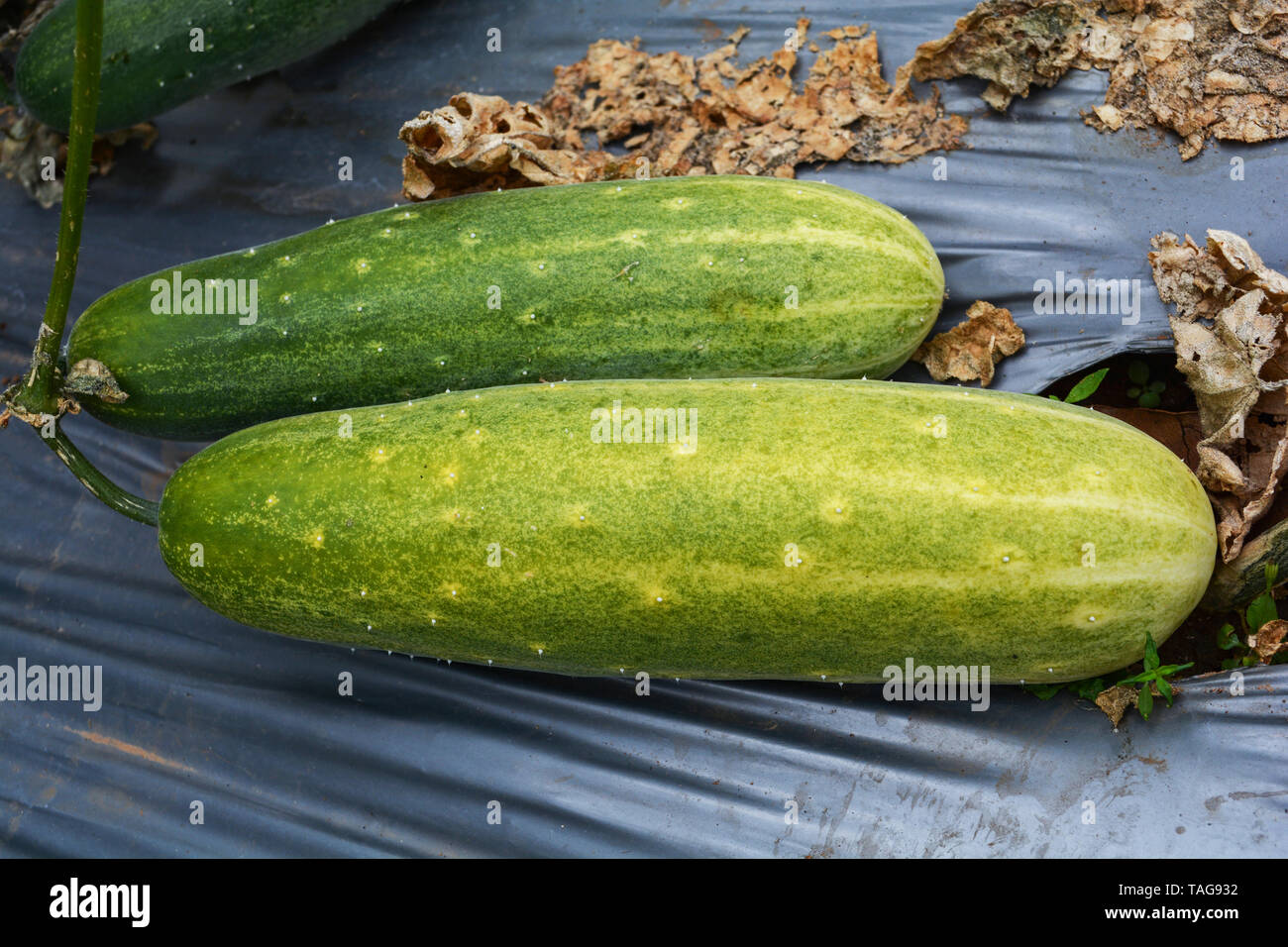 Fresh green cucumber growing on plant vine tree on organic vegetable ...