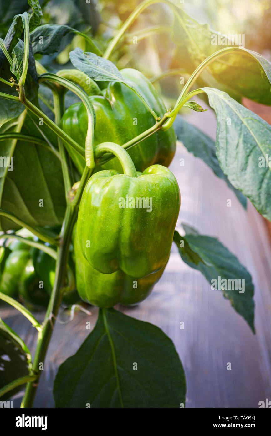 Green bell pepper growing on plant tree - close up fresh raw pepper in ...