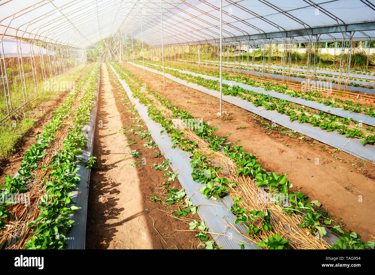 Strawberry plant farm field in the greenhouse Stock Photo - Alamy
