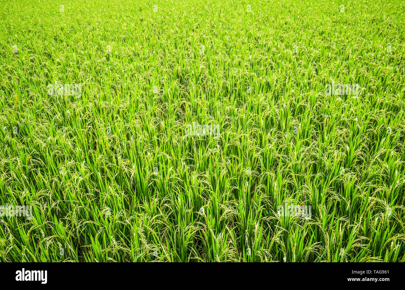 Rice Agriculture Wallpaper