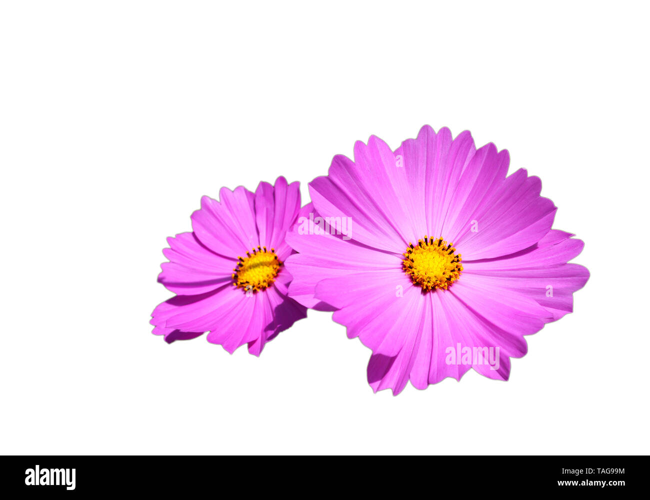 pink cosmos flower isolated on white background Stock Photo - Alamy