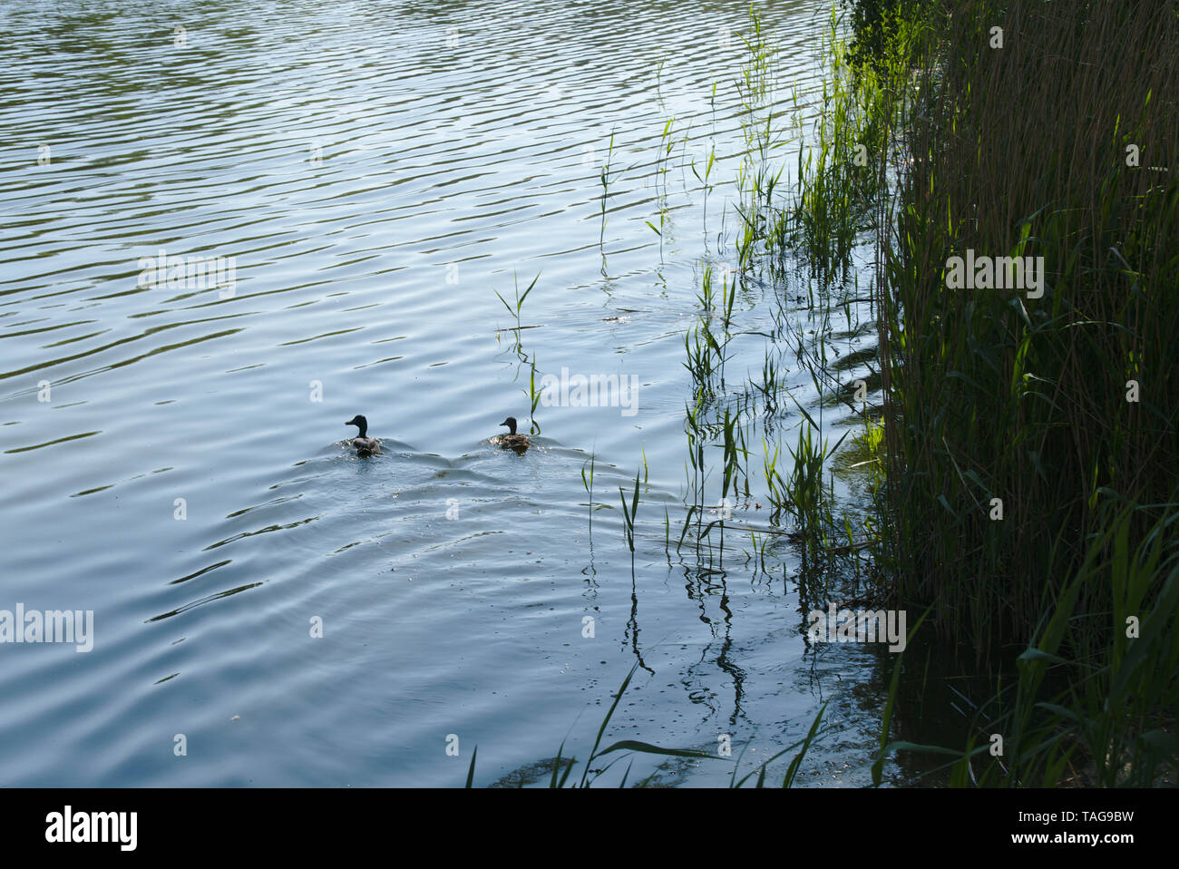 Two ducks in the pound Stock Photo - Alamy